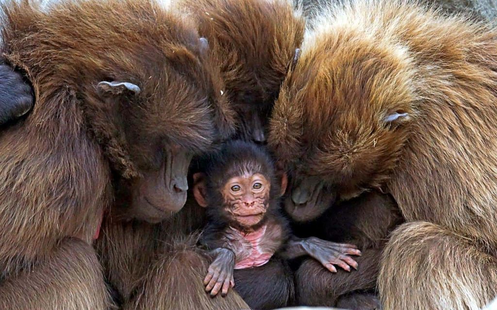 Impending extinction of the world’s primates due to human activities ...