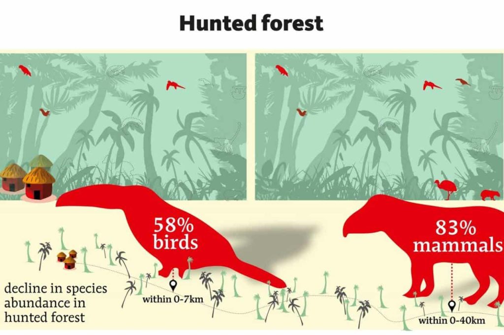 Hunting responsible for sharp decline in tropical wildlife and birds ...