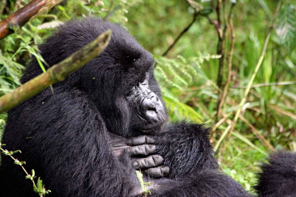 Are critically endangered mountain gorillas at risk from human disease ...
