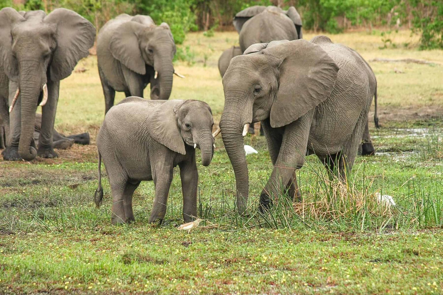 Protecting African forest Elephants - African Conservation Foundation