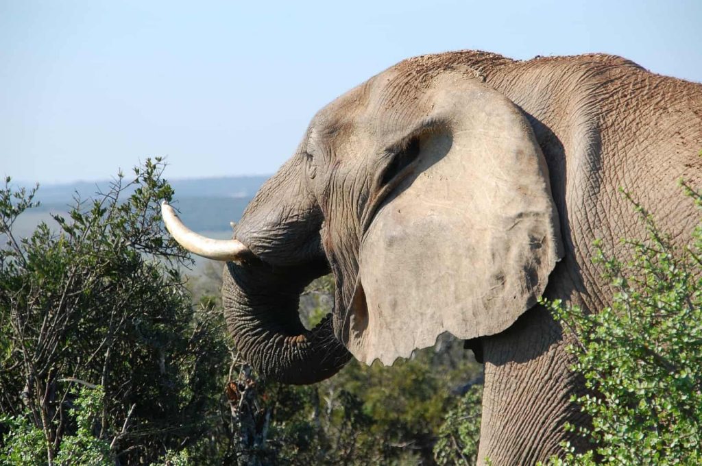 Beehive fences and elephants: Tanzanian case study offers fresh ...