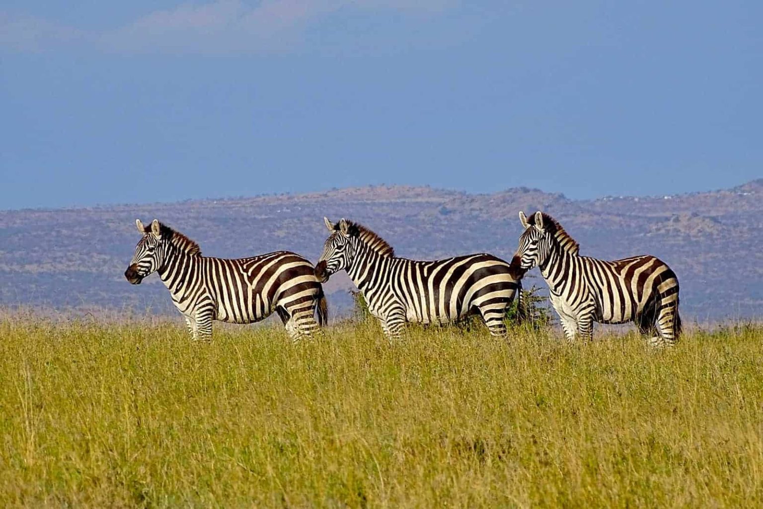 Growing Livestock Numbers Threaten One of the Last Refuges for Large ...