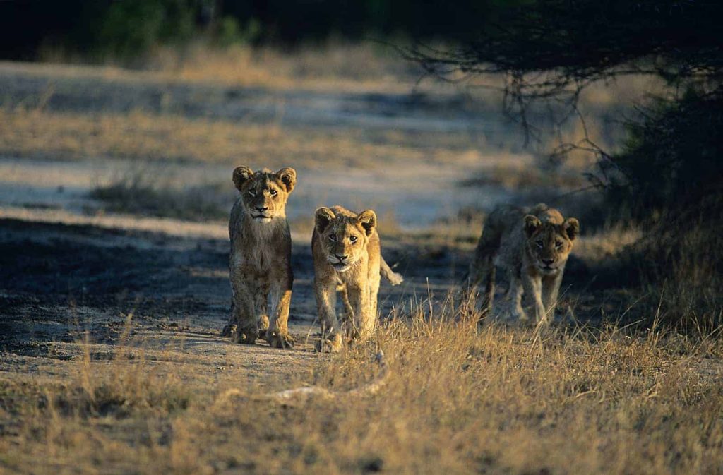 African wildcats under threat of hybridization by domestic and stray ...