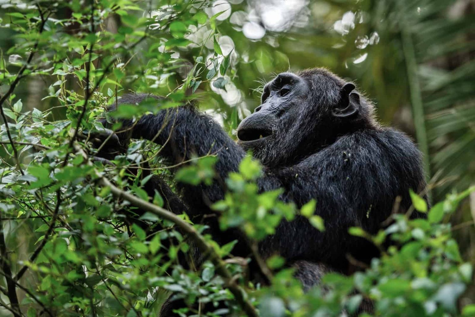 Chimpanzee Conservation - African Conservation Foundation