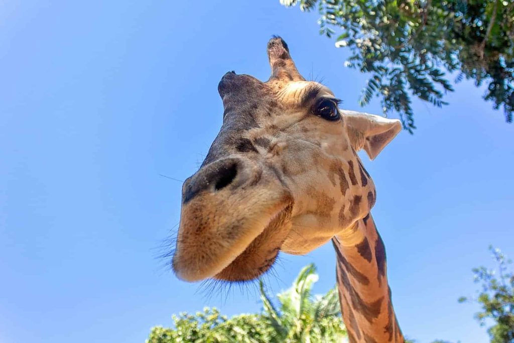 How do giraffes and elephants alter the African Savanna landscape ...