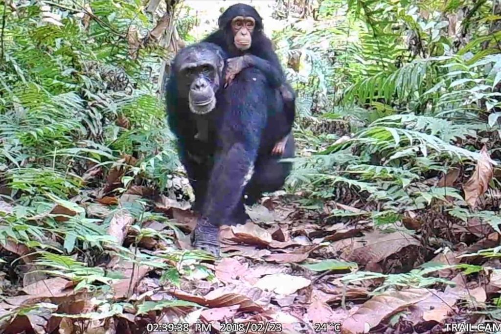 Saving Cross River Gorillas from extinction - African Conservation ...