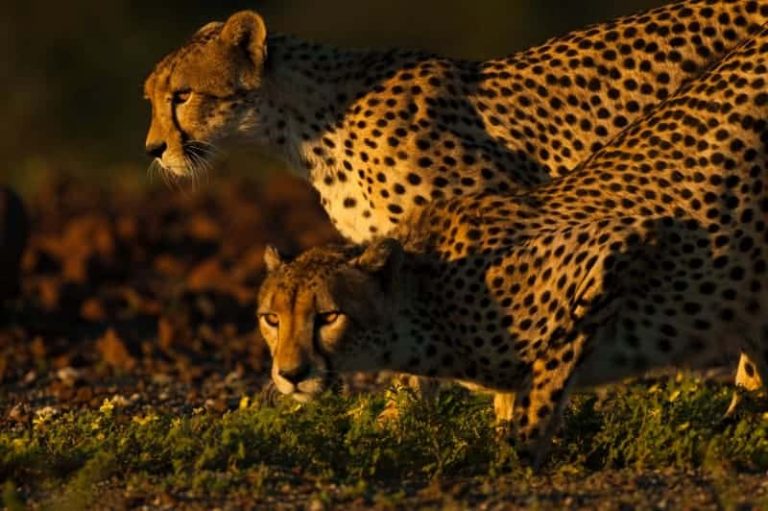 FGASA African Field Guide Level 1 Course - African Conservation Foundation