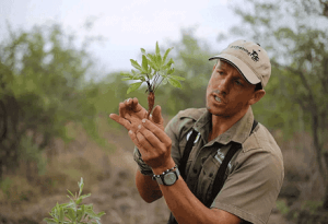 Online Field Guiding Course - African Conservation Foundation