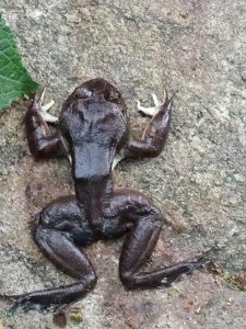 Goliath Frog - African Conservation Foundation